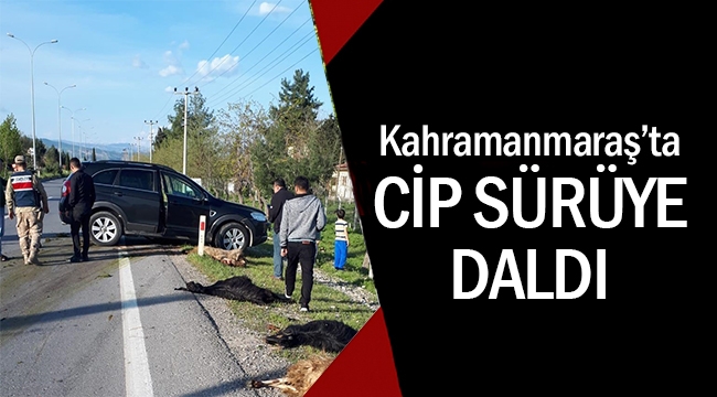 Cipin çarptığı 18 küçükbaş hayvan telef oldu - Asayiş - Maraş Ana Haber